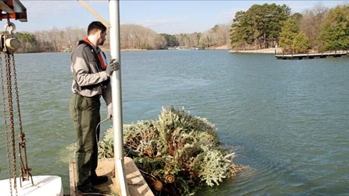 Here’s how to recycle your discarded Christmas tree in the CSRA