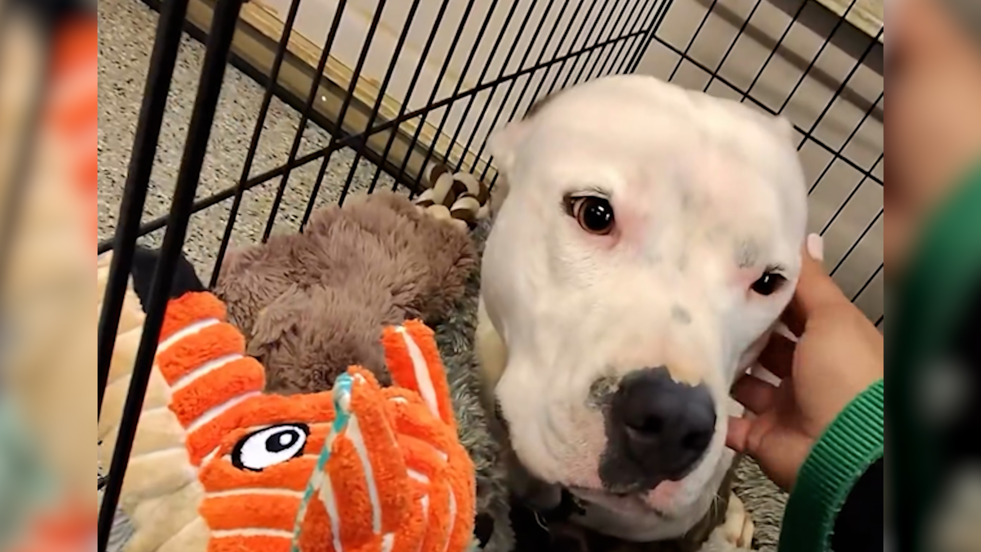 Dog watches family leave