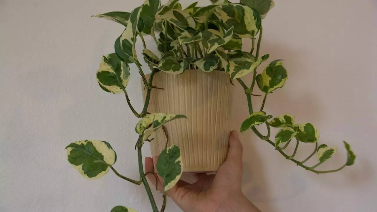 7 aesthetically pleasing plants perfect for hanging baskets in balcony ...
