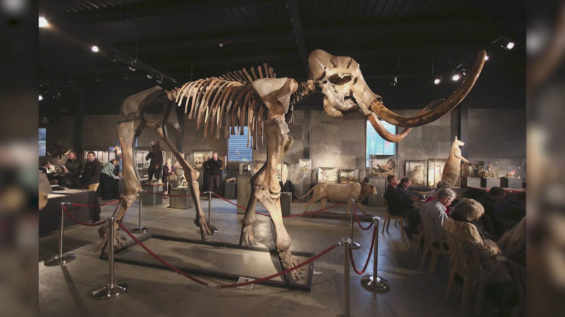 Scientists say they've discovered a strand of woolly mammoth DNA in ...