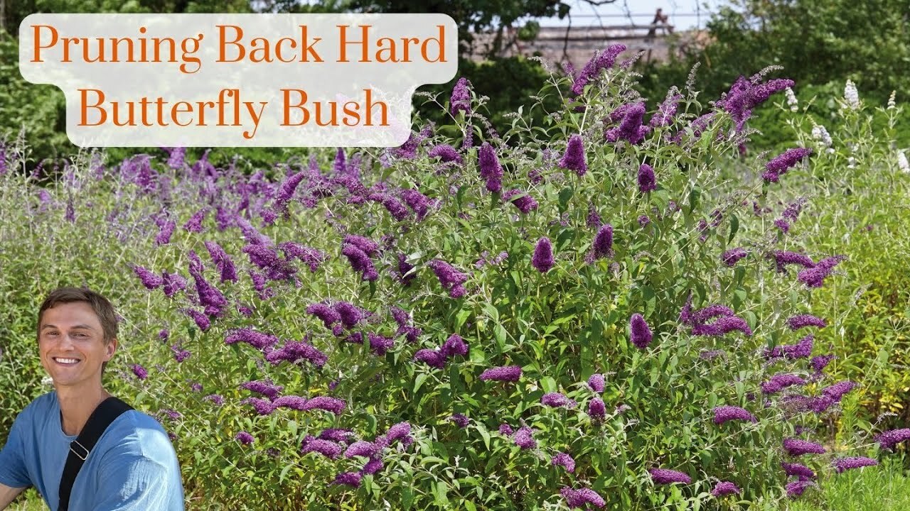 Butterfly bush hard pruning - how to cut back overgrown buddleia for ...