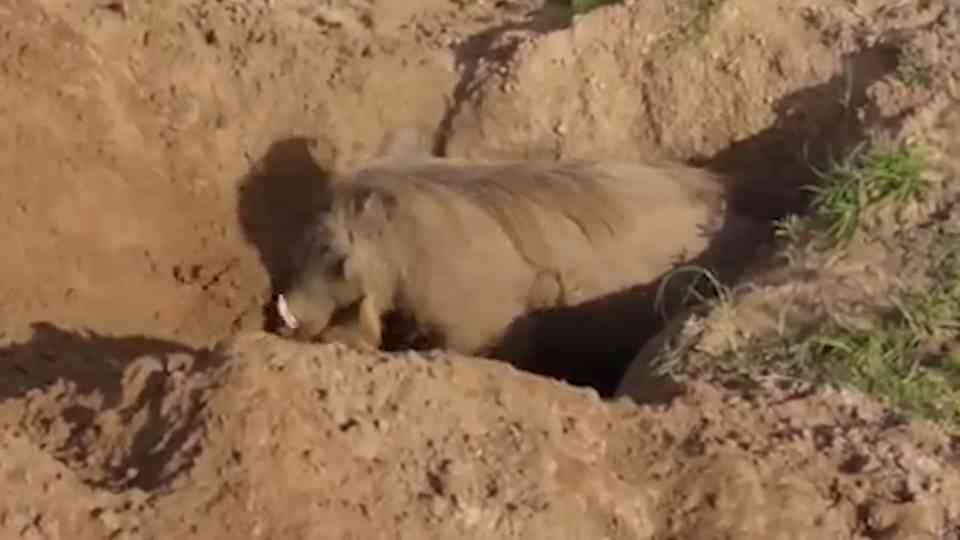Why pigs’ ancient ancestors were powerful enough to reshape entire habitats
