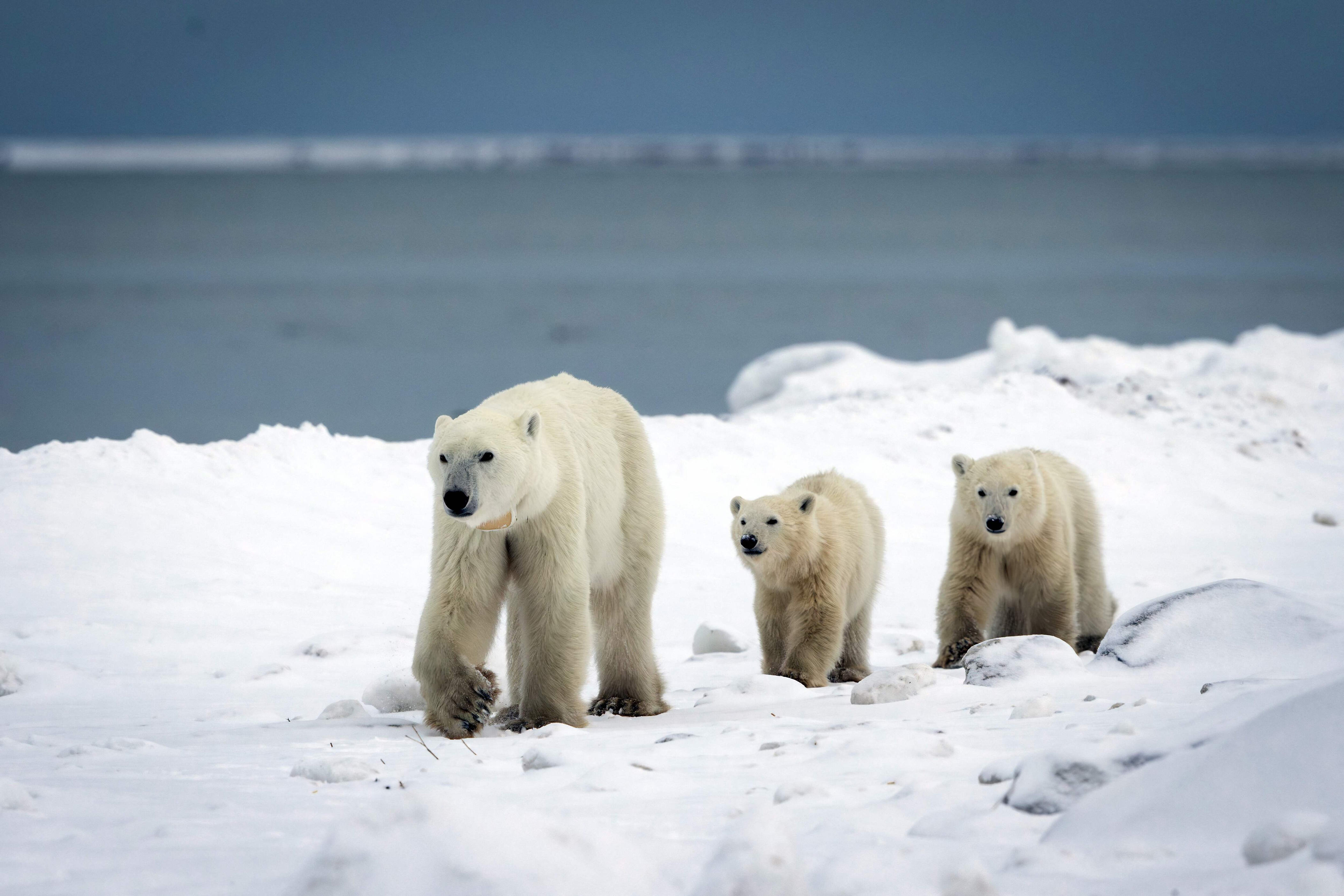 Rare polar bear adopts orphaned cub in Canada