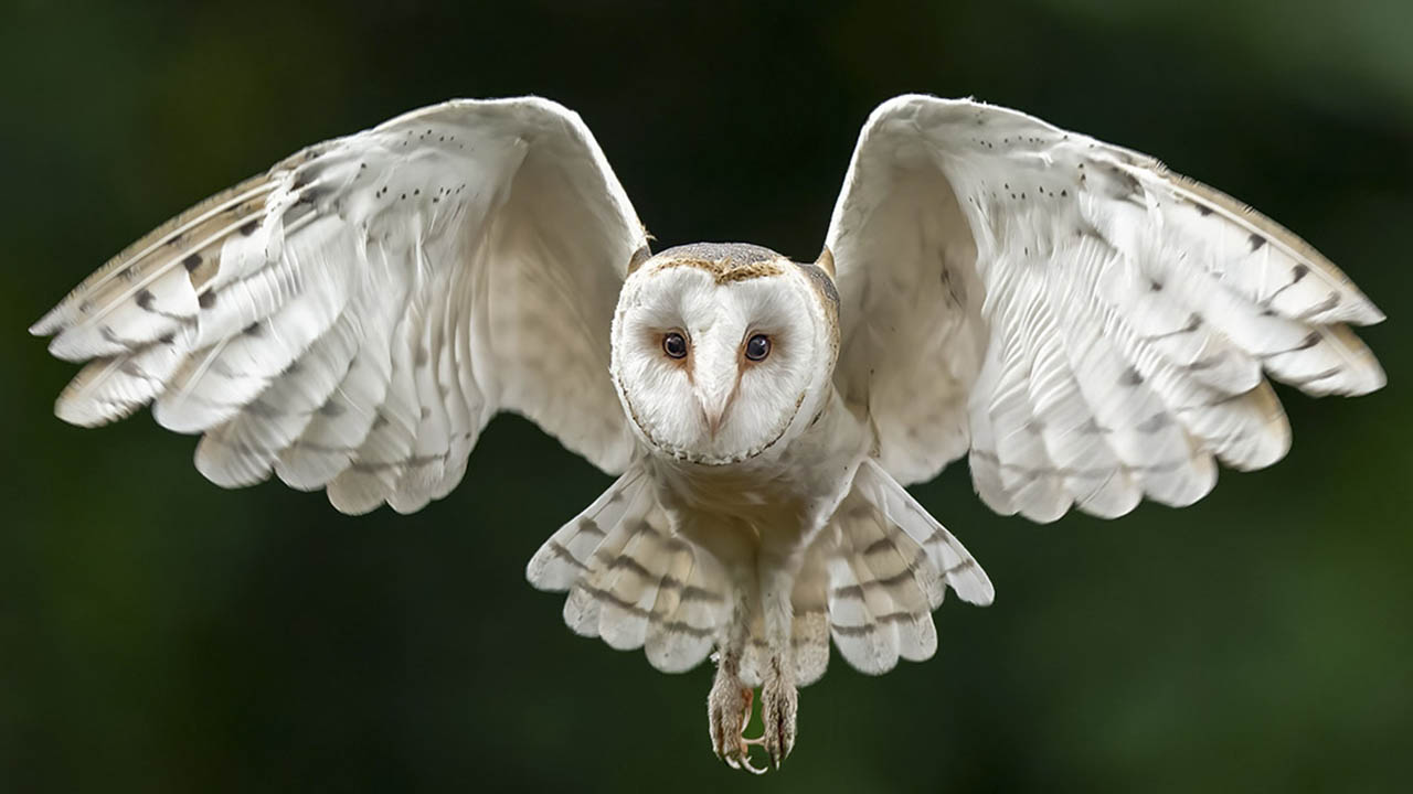 The spiritual significance of an owl circling your home