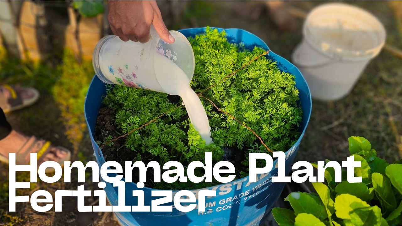 Homemade plant fertilizer that delivered surprising results