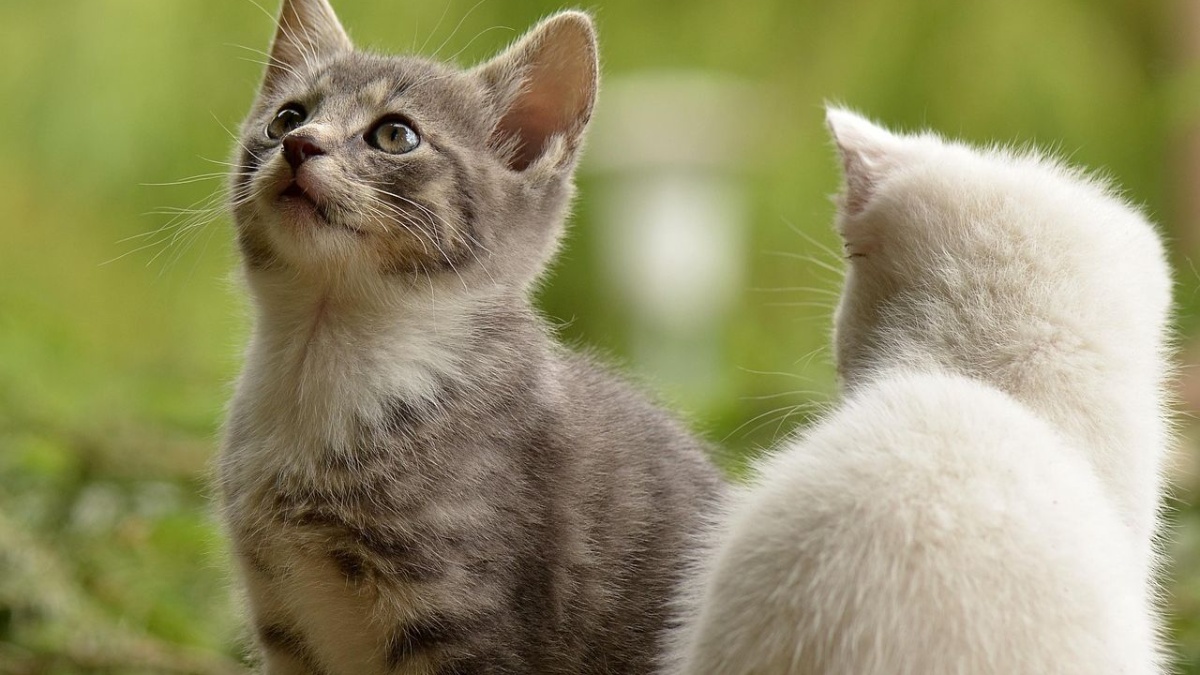 Cat accessories that are cute, comfortable, and surprisingly cat-approved