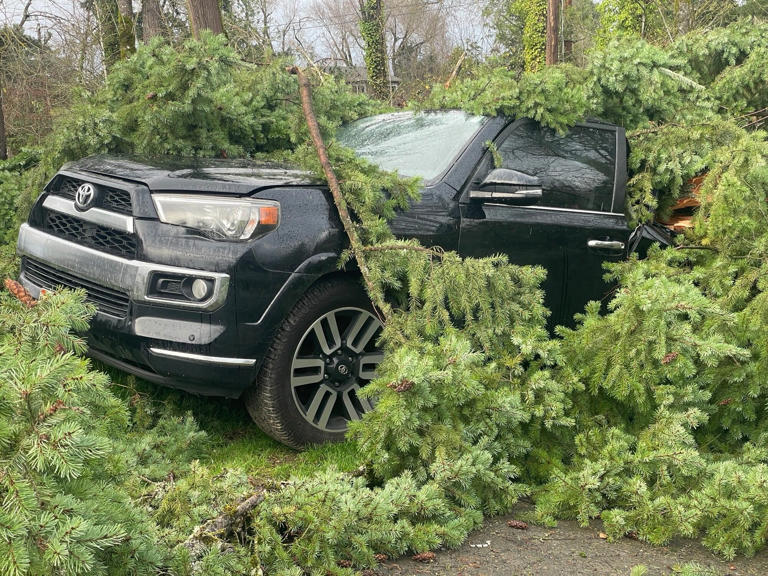 Video of tree falling on car in Canby surpasses 40,000 views
