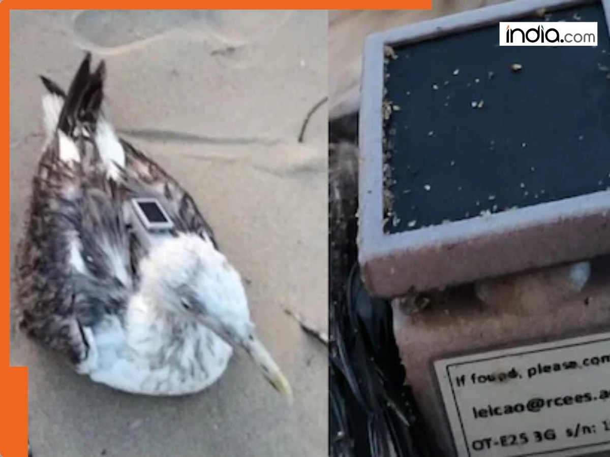 Seagull with Chinese GPS tracker found near Karwar coast, sparks ...
