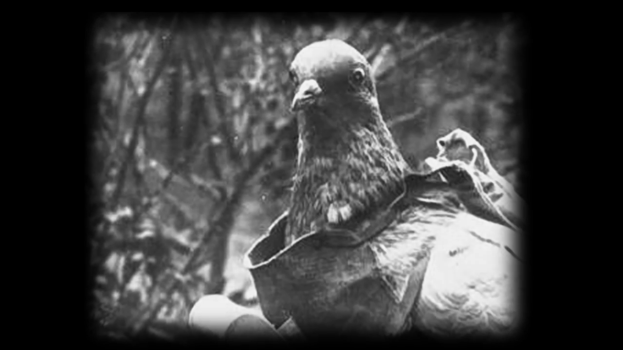 How pigeons decode environmental clues that humans barely notice