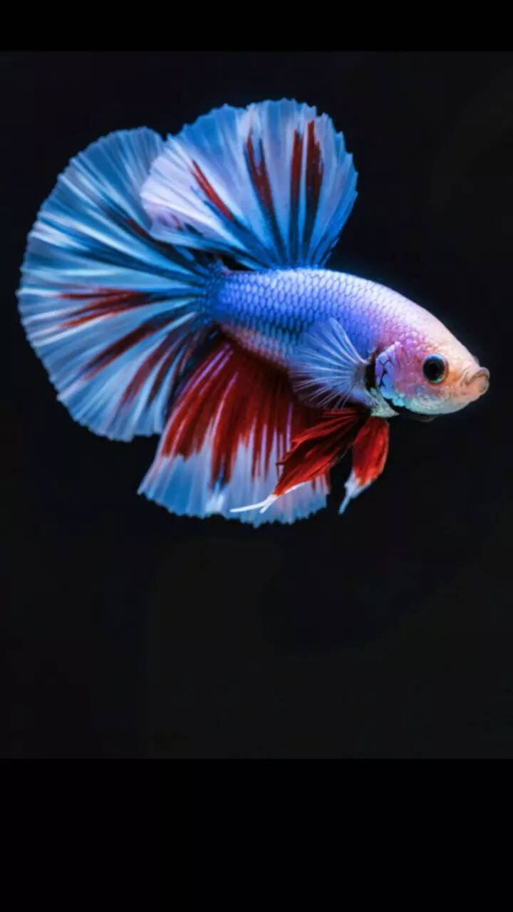 10 most beautiful fish for small aquariums that are easy to care for