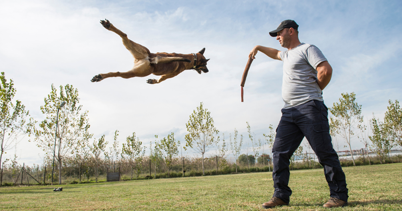 'Crate training isn't cruel. It gives structure and reduces stress ...