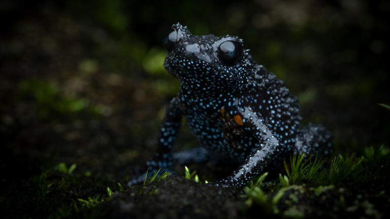 Unethical photography threatens these beautiful starlit frogs, report ...