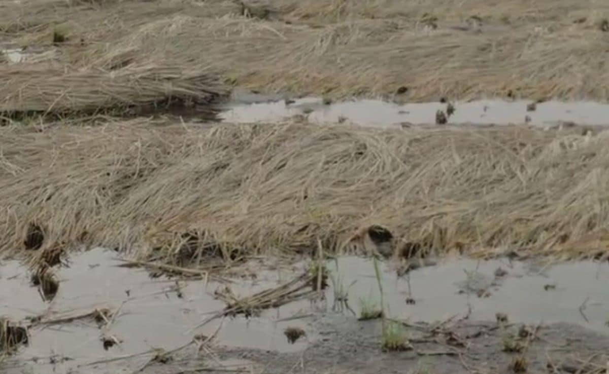 India's weather fury: 13,000 lives lost, crops ravaged, relief falls short