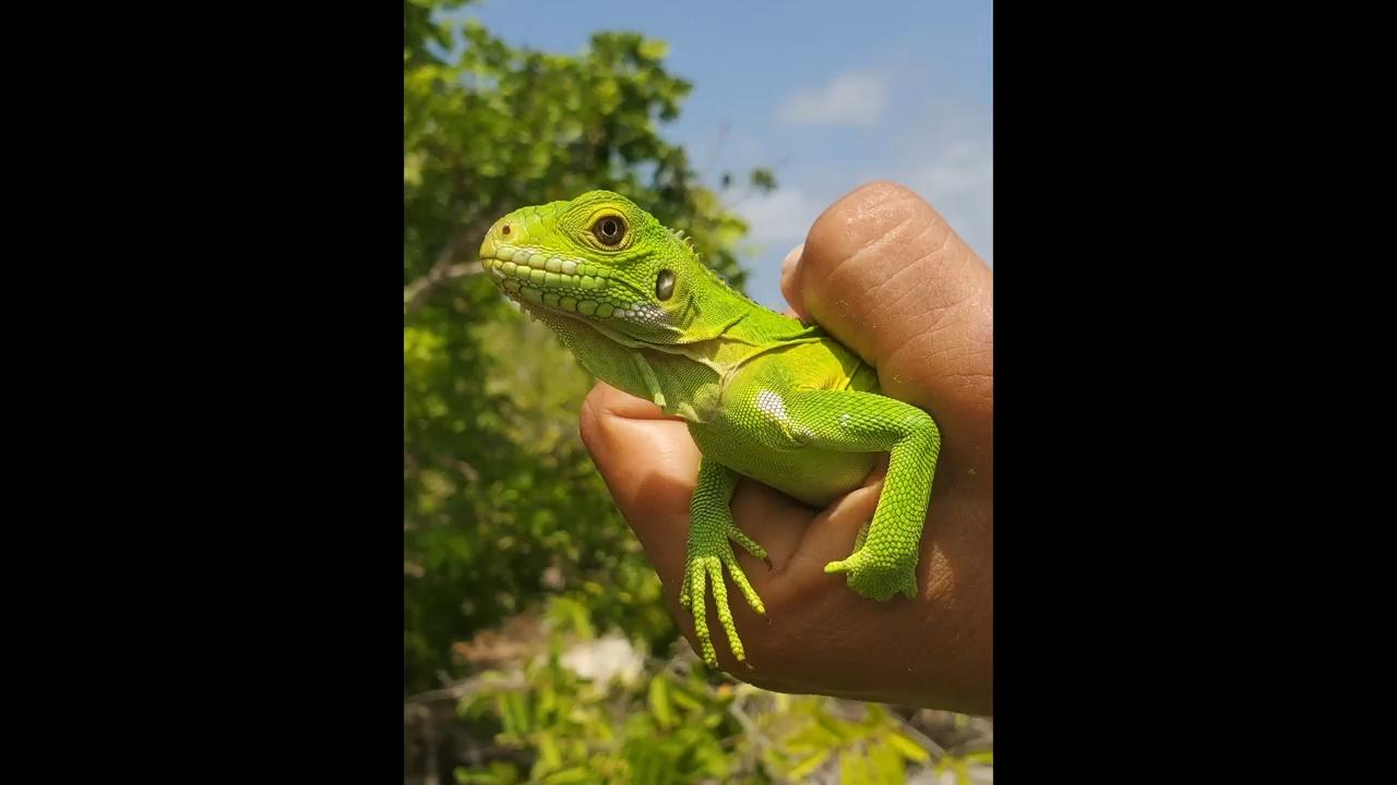 Uninhabited Caribbean island blossoms into love nest for critically ...