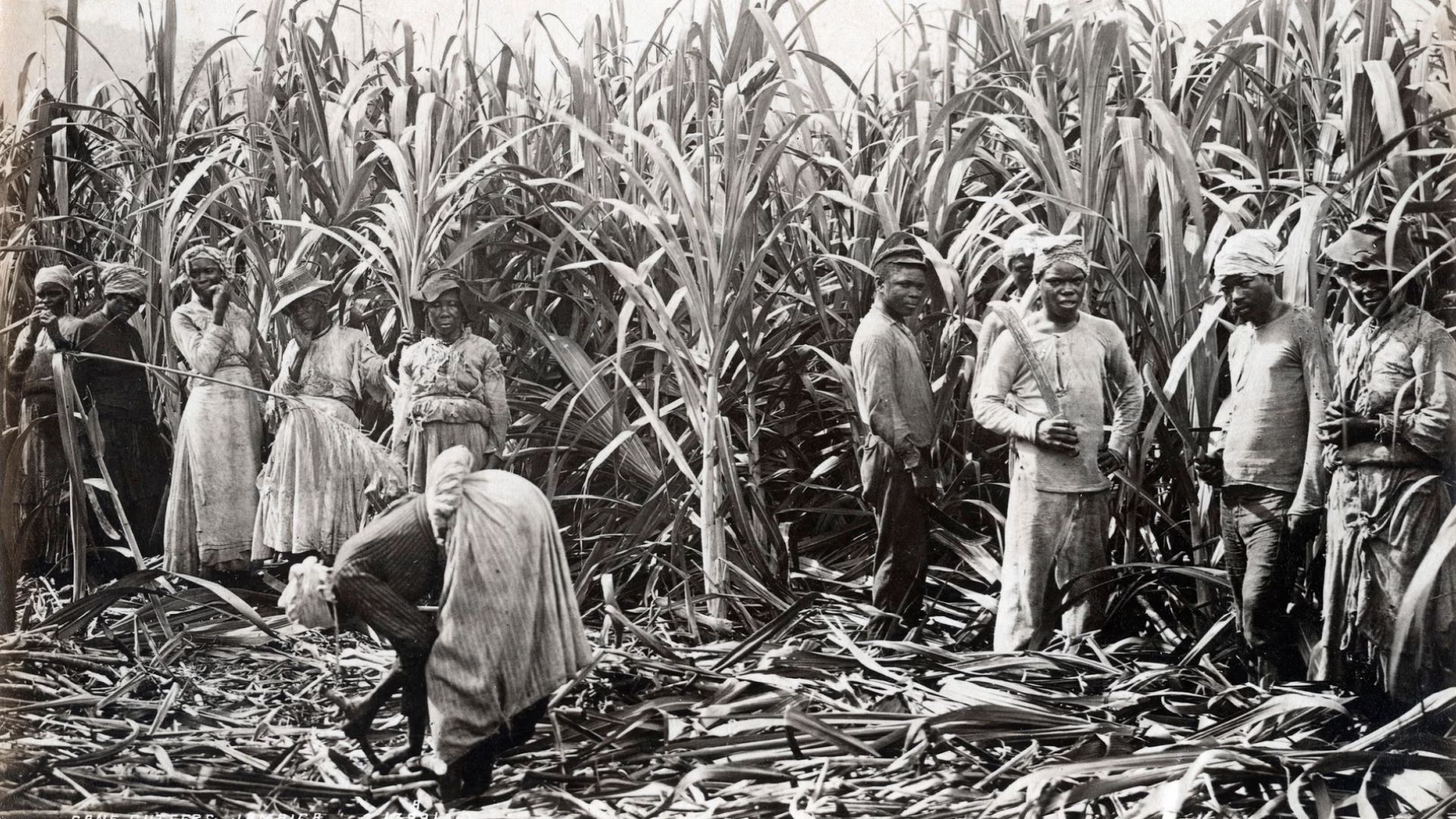 How Europe's obsession with sugar fuelled the slave trade