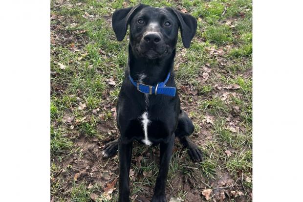 Meet 'lovely young' dog who arrived at Cumbrian animal shelter