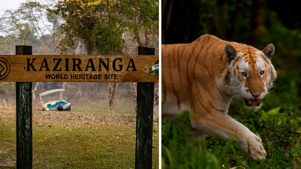 This is where you might spot India’s rare golden tiger!