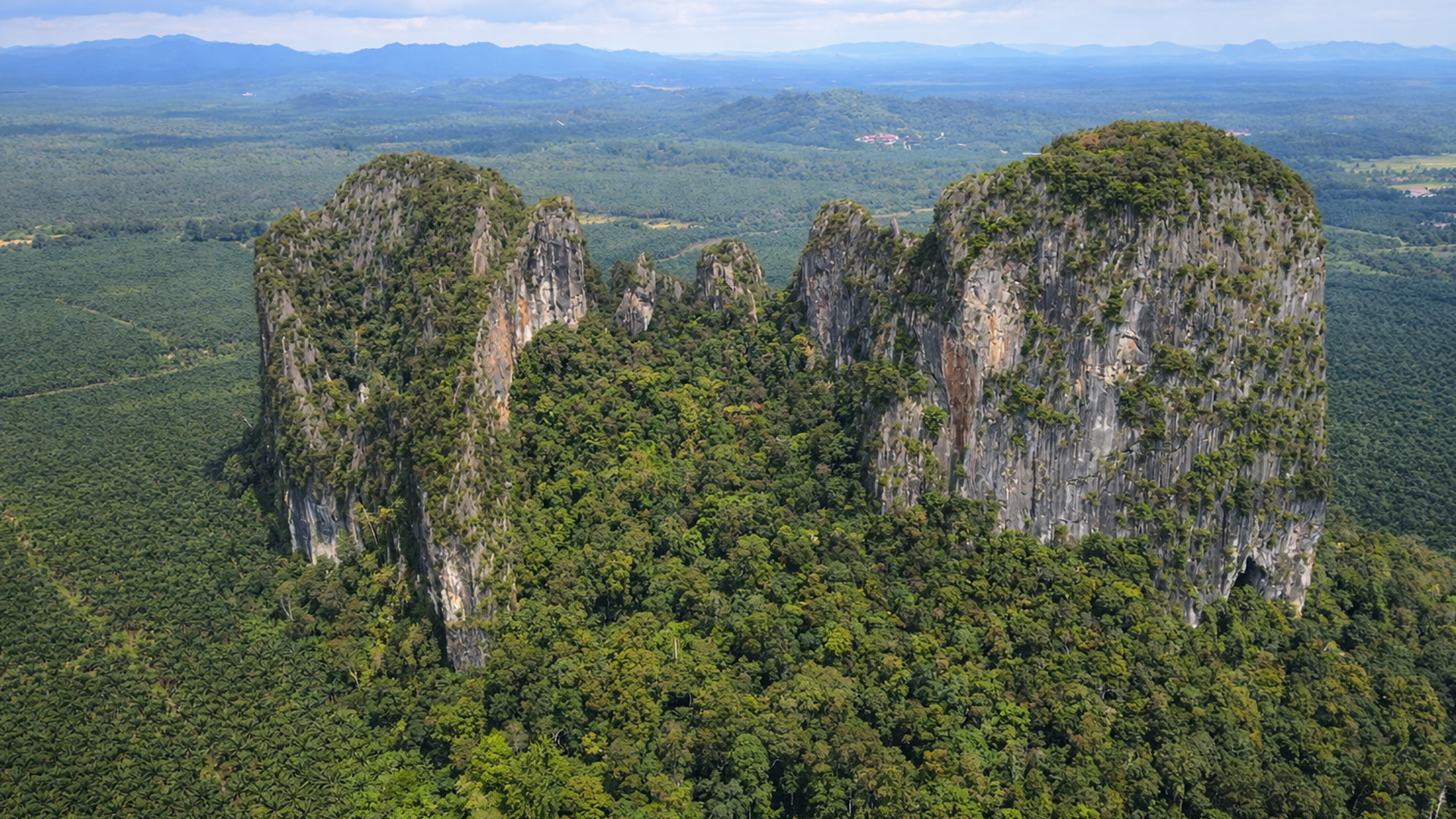 మీరు చూసి ఉండని అడవి గోడ