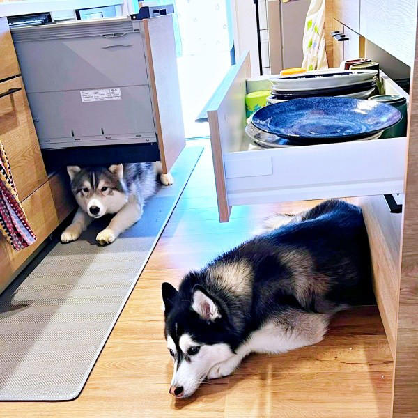 「なぜそこに?」キッチンでの犬2匹の謎行動が話題「うちもやる」「帰巣本能ですね」