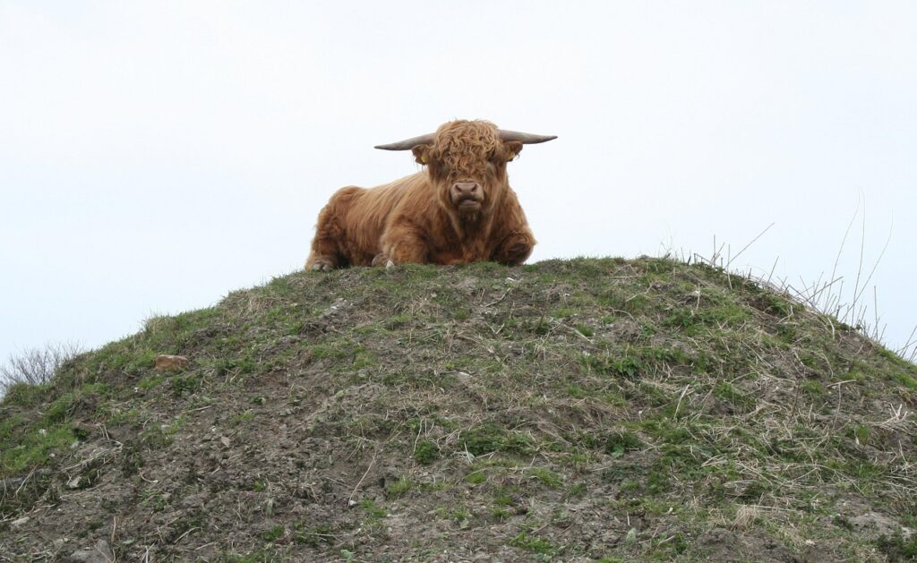 Scottish woman survives being trampled by herd of cows while hiking ...