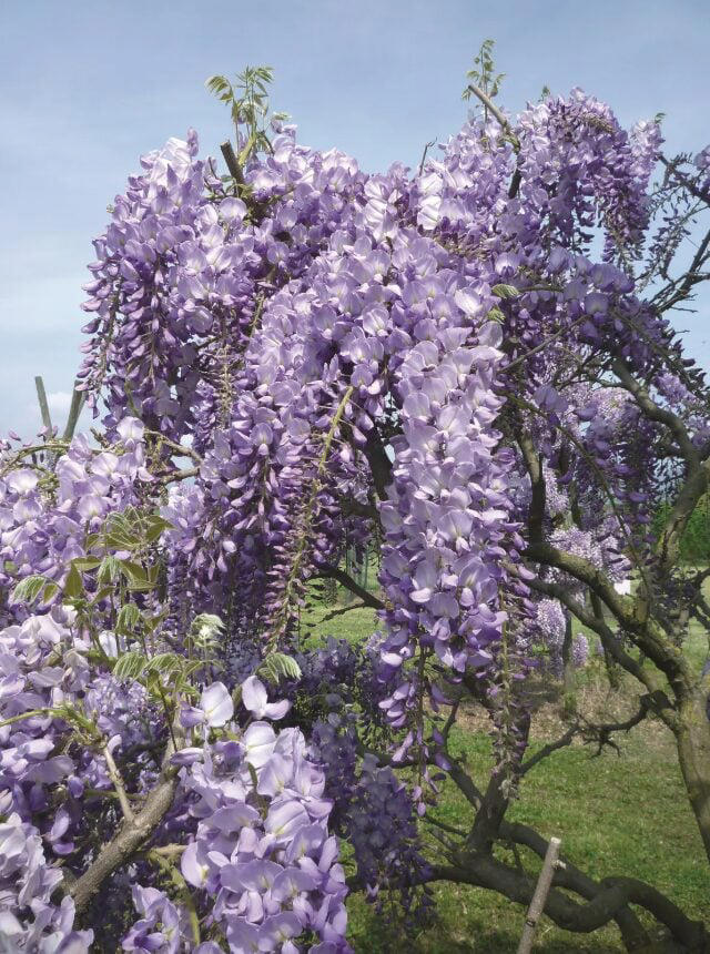 Giardini scenografici in poche mosse: le rampicanti OBI più spettacolari