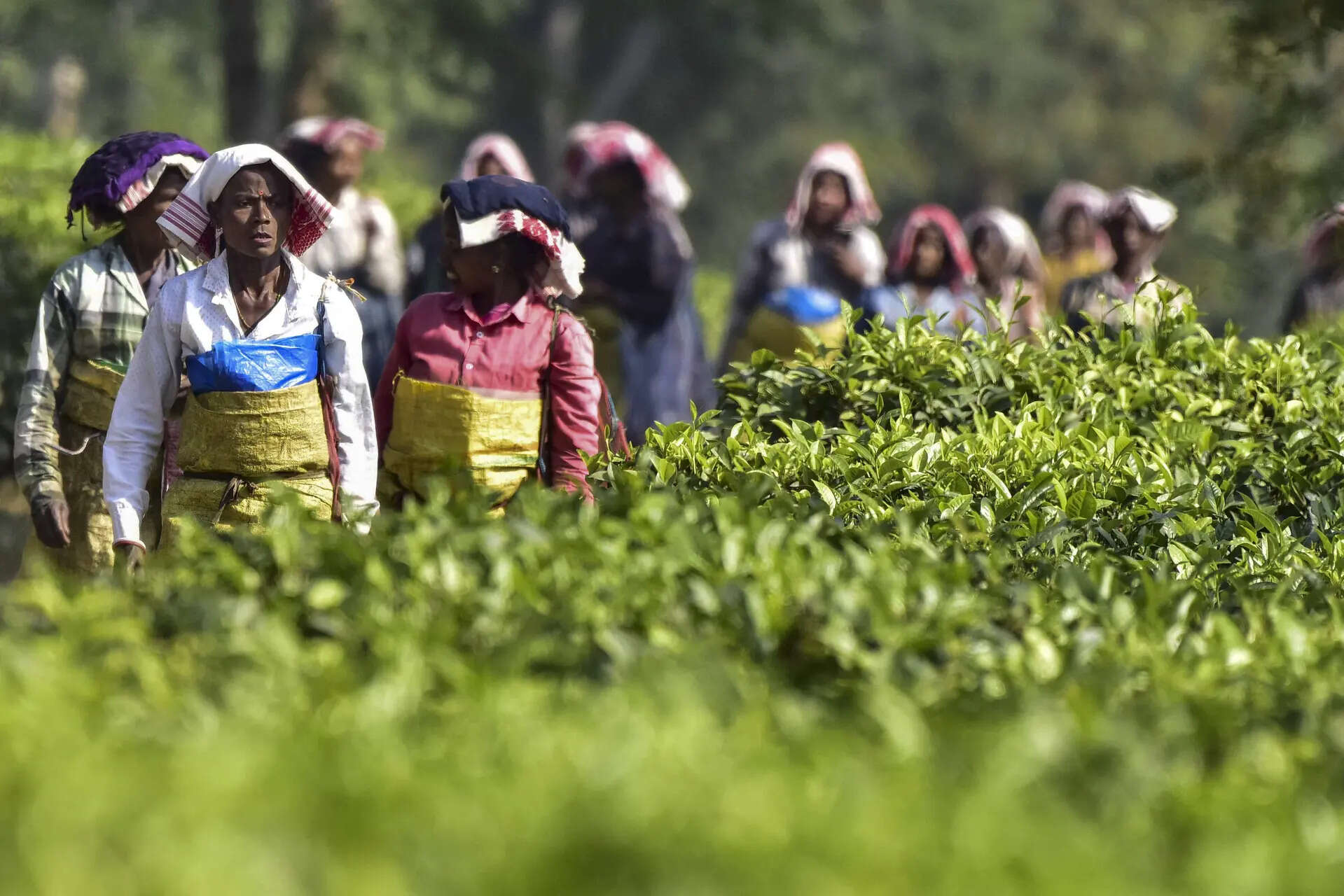 Tea Board urges companies to participate in two international events