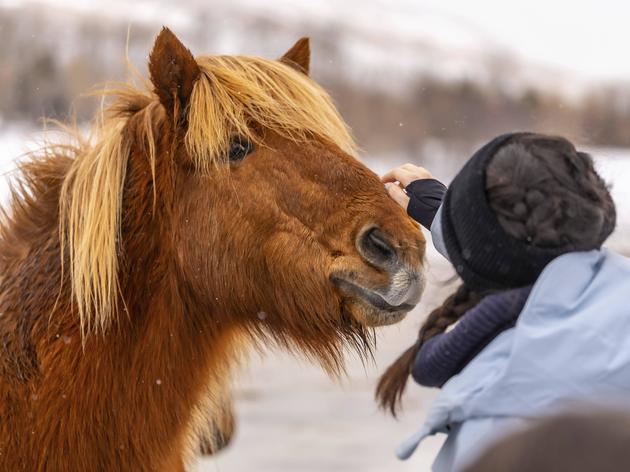 Pferd wird im Winter zu dünn? Warum mehr Futter oft der falsche Weg ist
