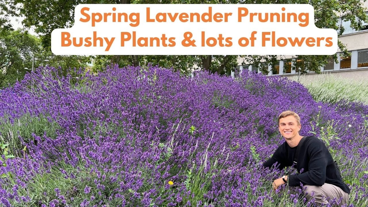 Pruning lavender in spring with lavender plant care! How to prune ...