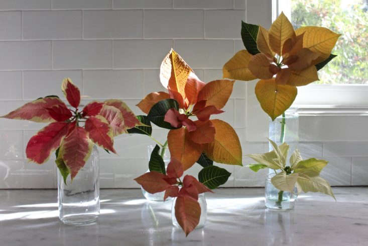 Poinsettias: Rethinking a Christmas cliché