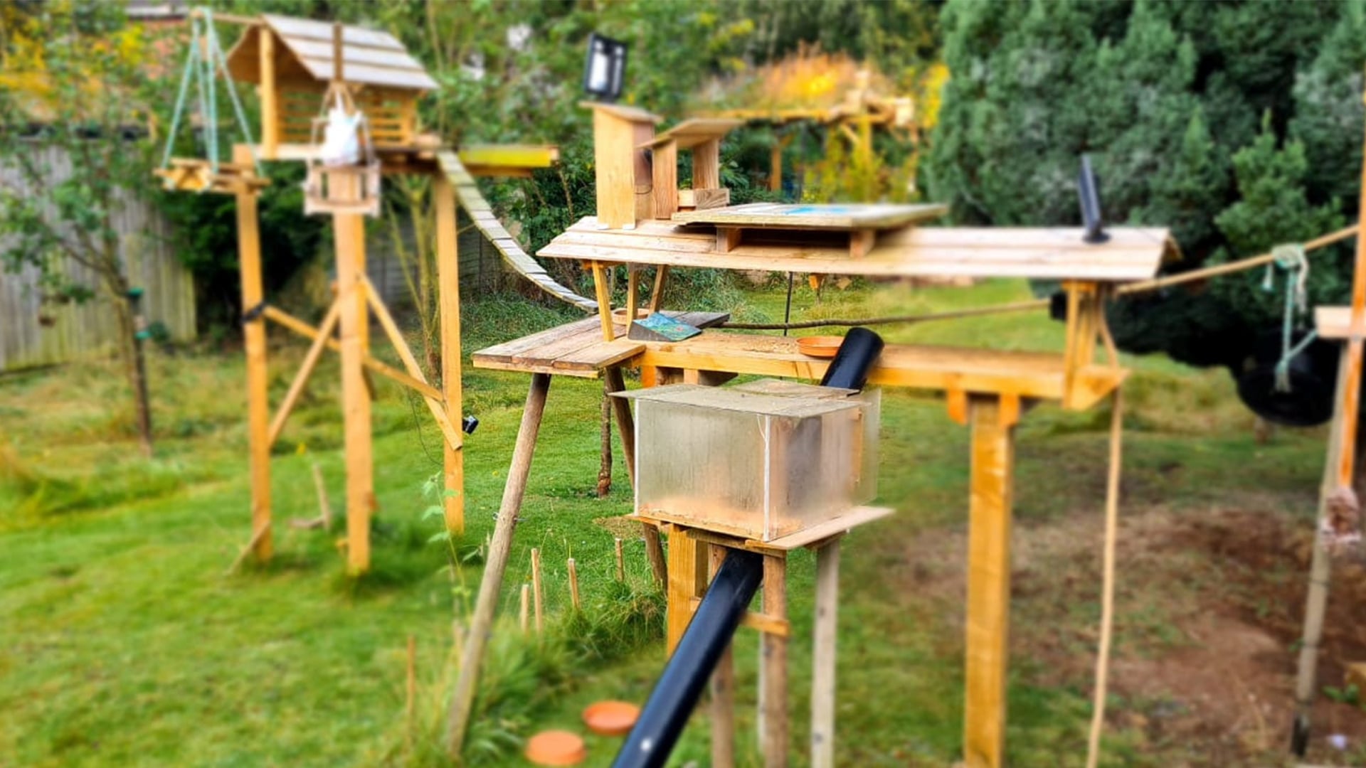 Man builds squirrel paradise in his garden with pool and Christmas cabin