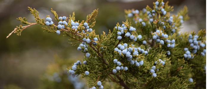 Meet NJ's native evergreen tree varieties | Opinion