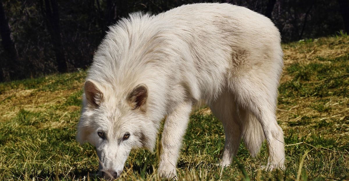 16 savage predators that treated early humans like prey