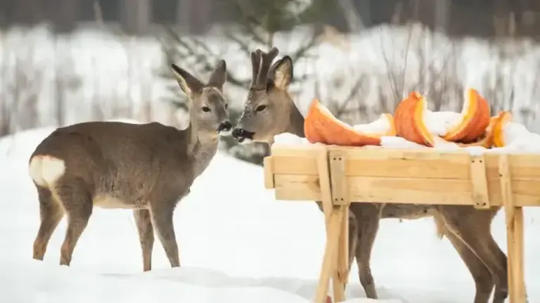 Dáváte tohle do krmelce? Myslivci by vám za to nejraději zakázali vstup ...