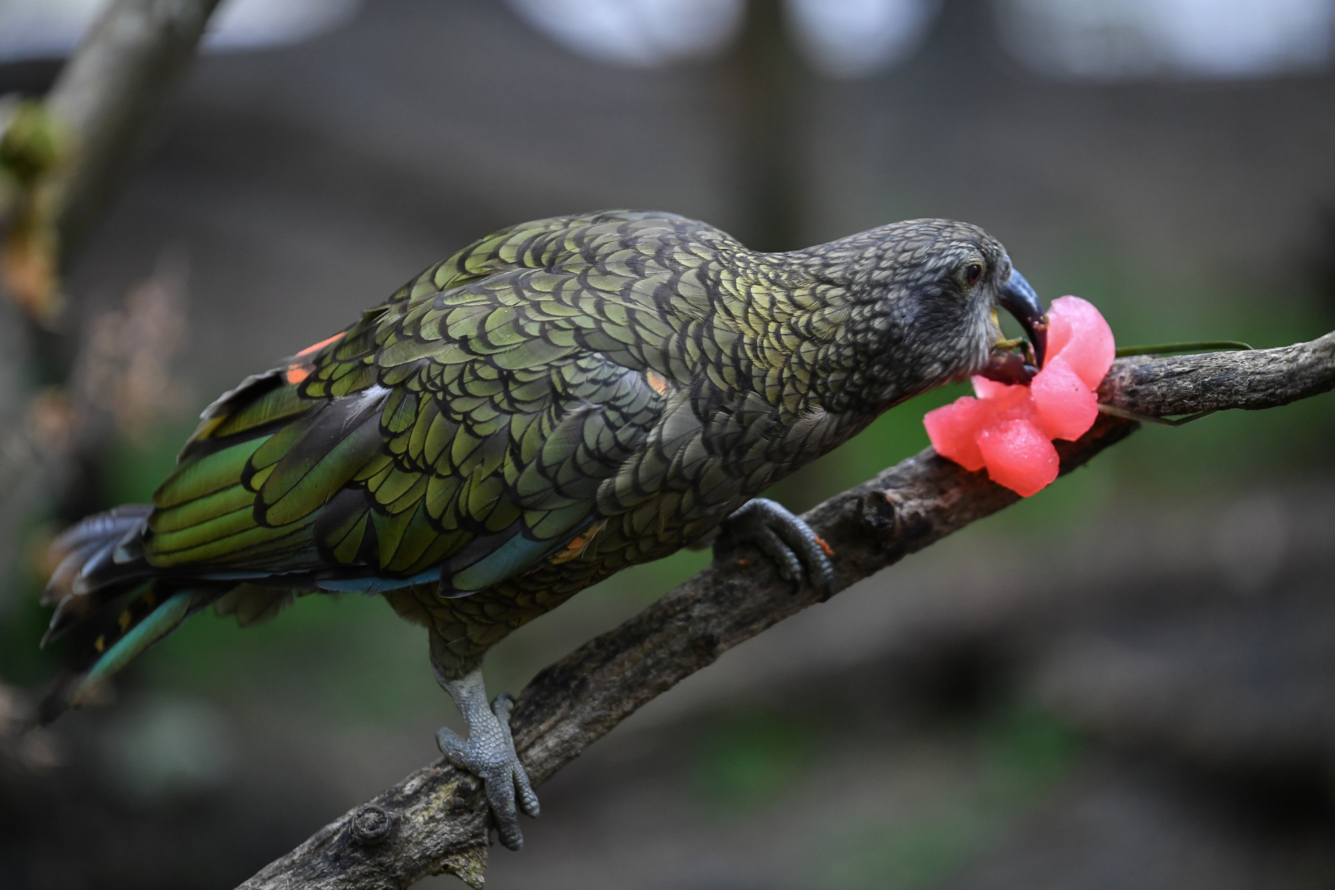 Animals that are known to laugh like humans