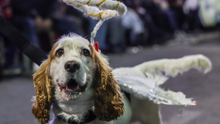 Dos palabras al día pueden hacer más feliz a tu perro: así reaccionan ...