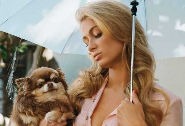 Our wellness routines are now coming for our dogs - but could it help ...