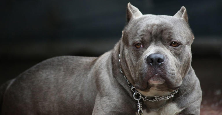 Top 10 dog breeds ranked by danger according to US bite statistics