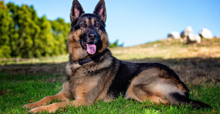Top 10 dog breeds ranked by danger according to US bite statistics