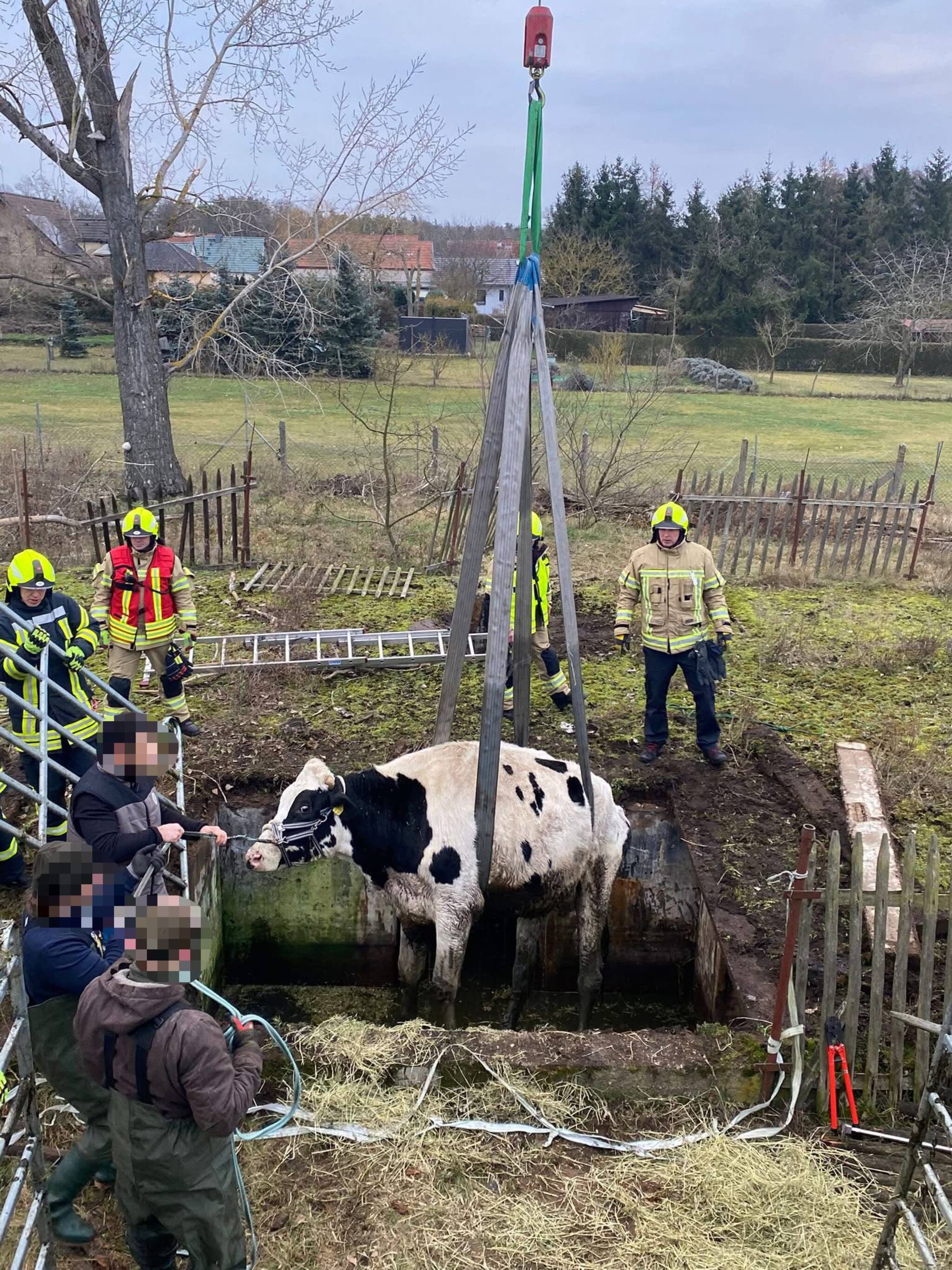 Bulle stürzt in Güllegrube: Aufwendige Tierrettung mit schwerem Gerät
