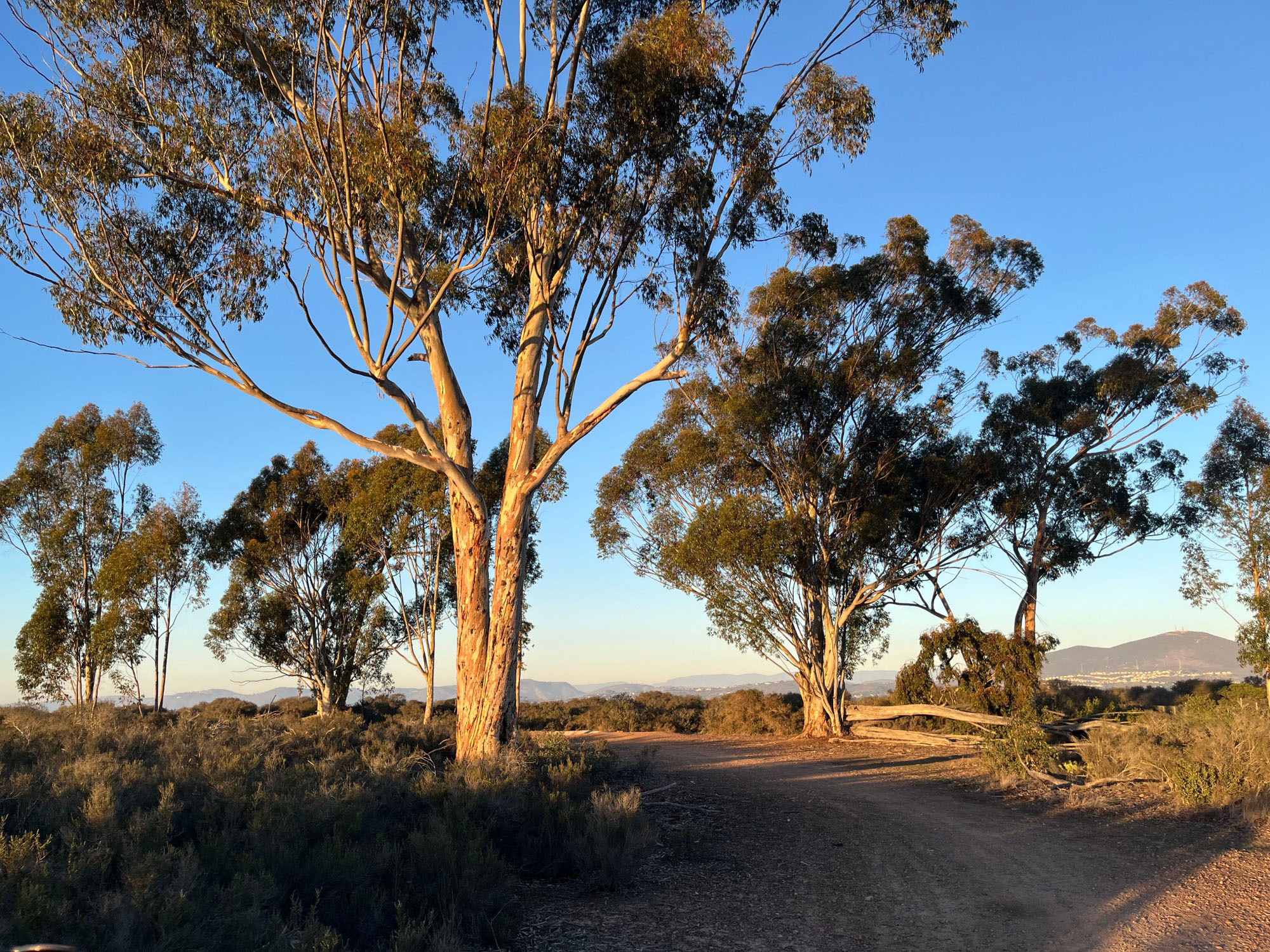 Maura Fox: Find tranquility among the oak trees at San Diego's Del Mar ...