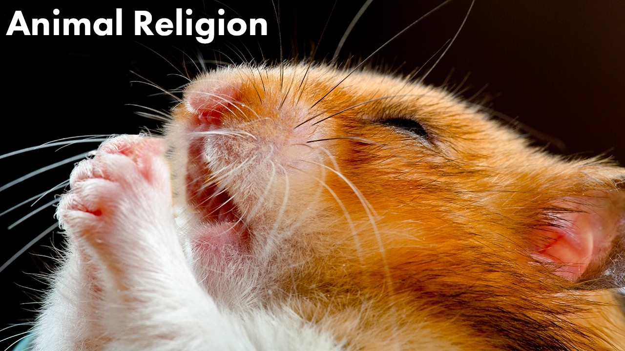 Are animals religious? - Why religion might be an instinct, not a belief