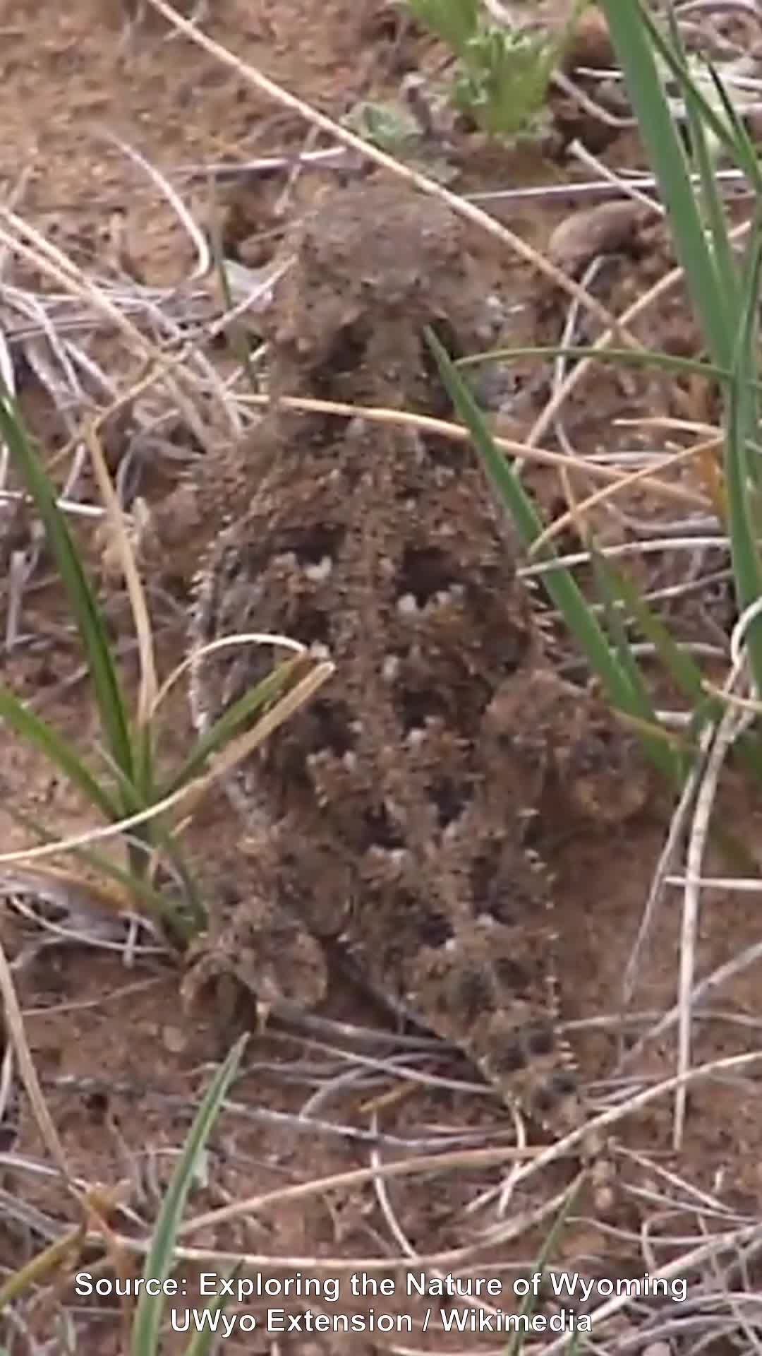 That moment a horned lizard shoots blood from its eyes