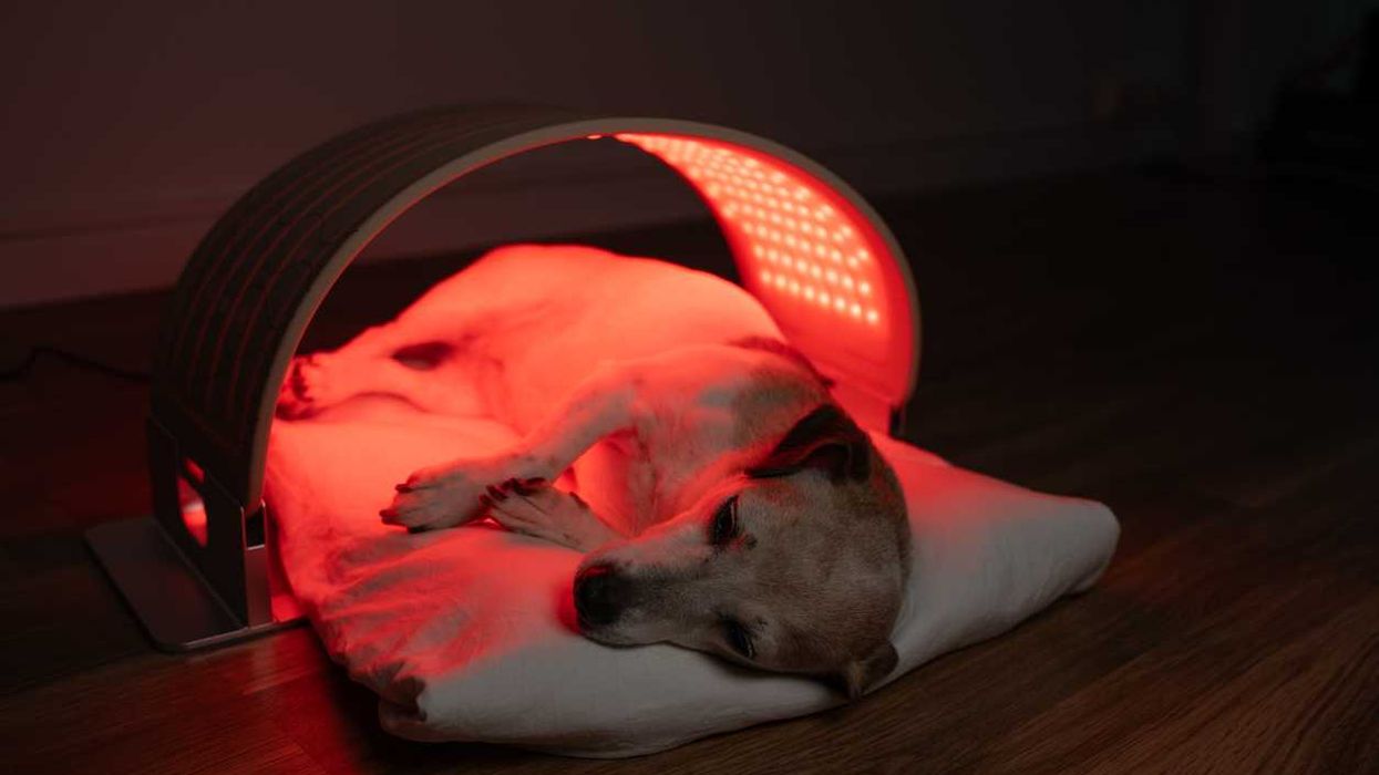 Our wellness routines are now coming for our dogs - but could it help ...