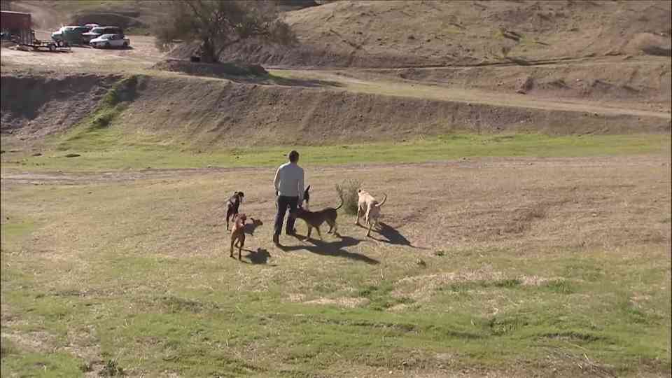 The dog nobody could handle—until now | Dog Whisperer with Cesar Millan