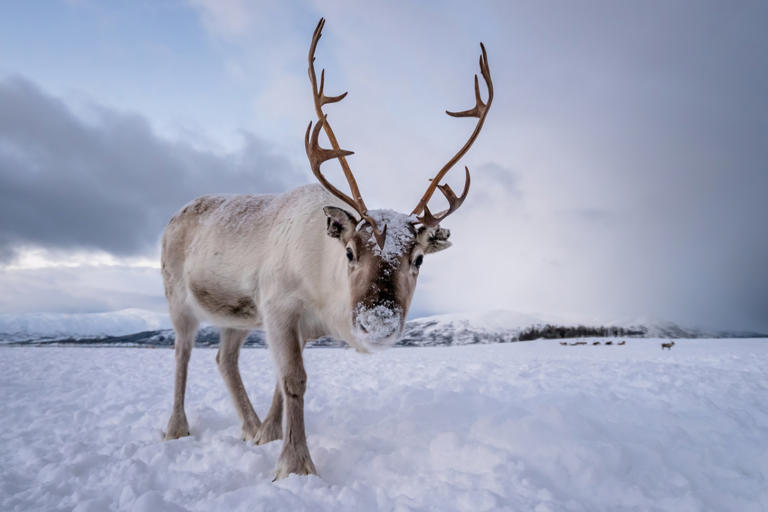 12 fun facts about reindeer that will surprise you