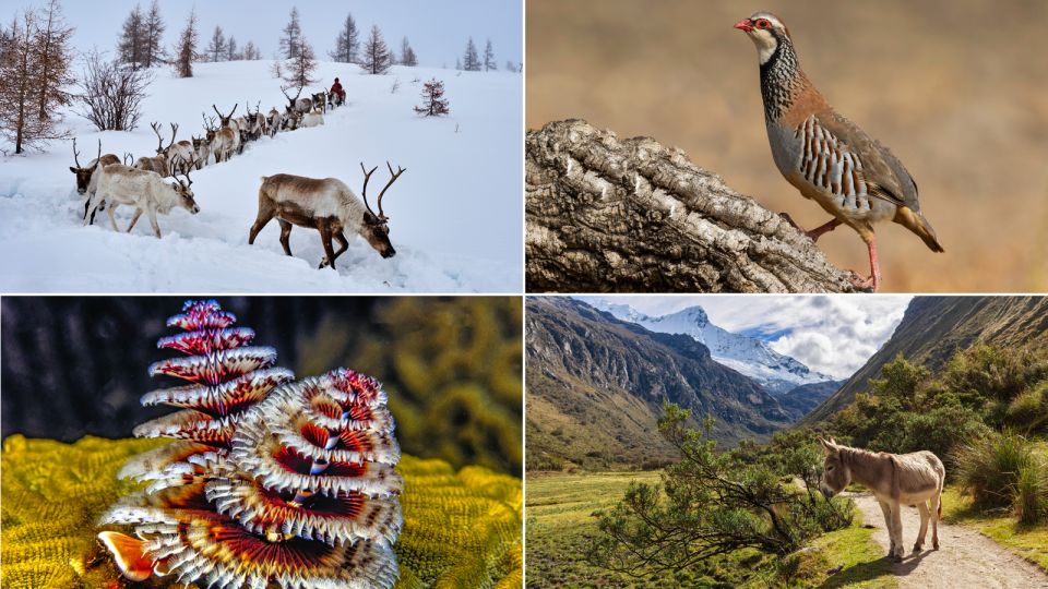 Nearly half of reindeer have been wiped out and armadillos are in Iowa ...
