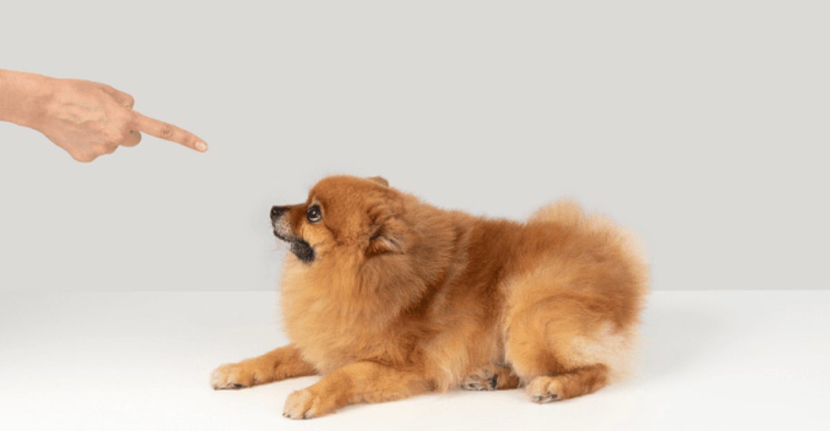 Your dog won't listen? Fix these 12 habits that undo training every day