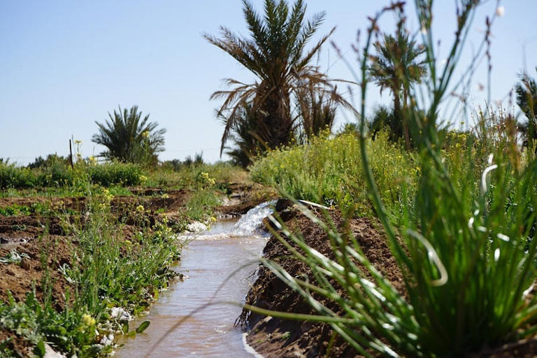 How abundant rain in Morocco could backfire, hurt crops and farmers