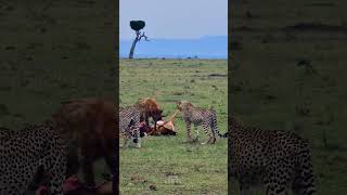 Predator captures prey in thrilling Mara wild hunt