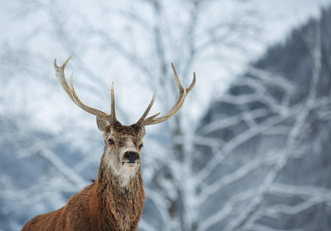 12 fun facts about reindeer that will surprise you